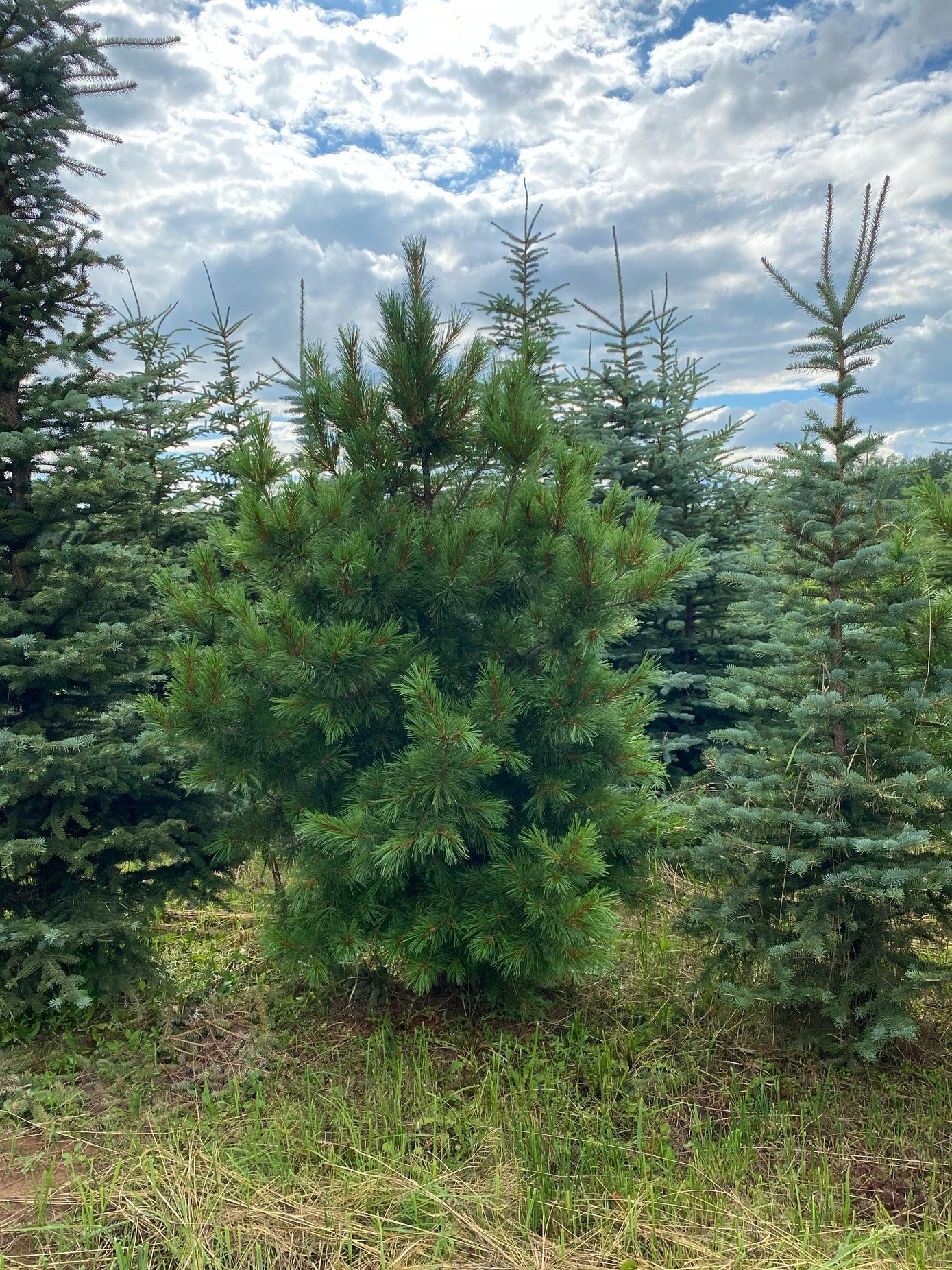 Сосна кедровая Pinus sibirica купить в Санкт-Петербурге по цене от ...